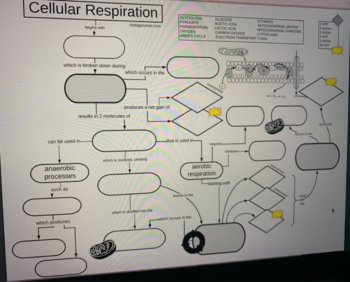 Solved Cellular Respiration begins with biologycomer.com | Chegg.com