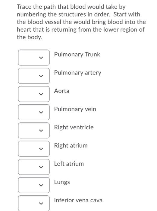 Solved Trace the path that blood would take by numbering the | Chegg.com