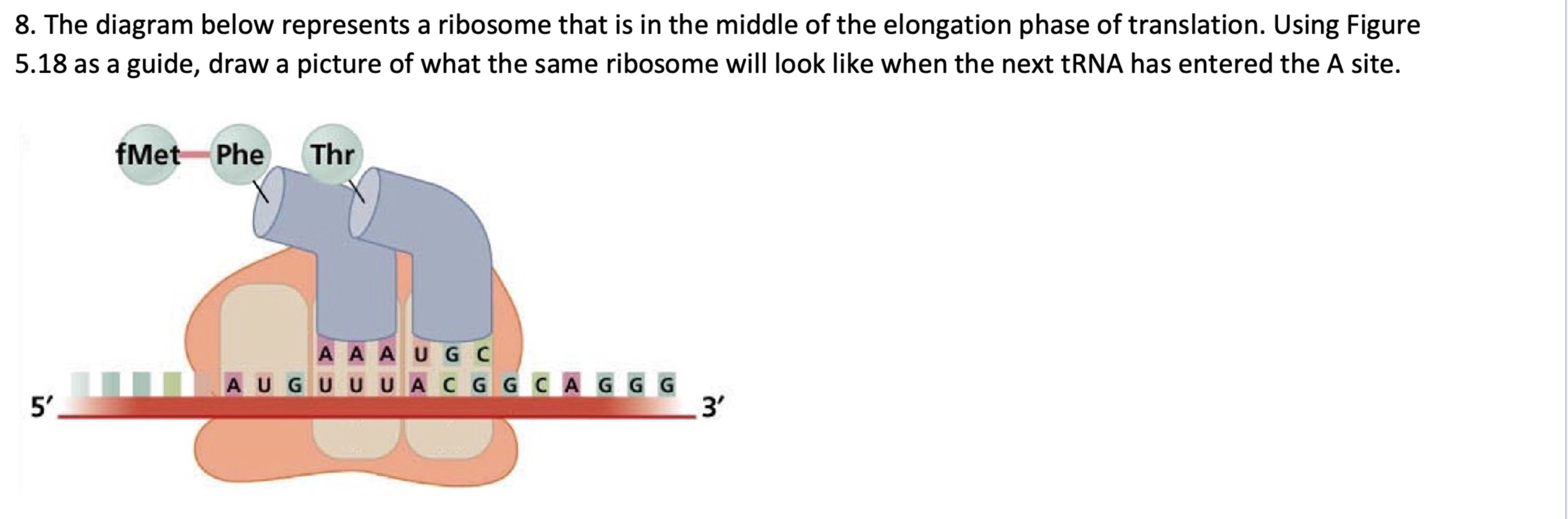 Solved The diagram below represents a ribosome that is in | Chegg.com