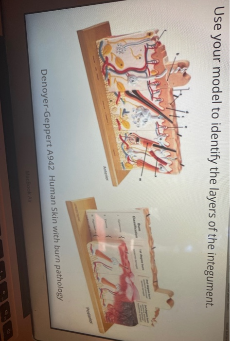 Identify the structures on the Denoyer-Geppert model | Chegg.com