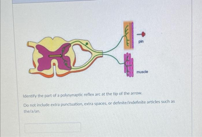 Solved pin muscle Identify the part of a polysynaptic reflex | Chegg.com