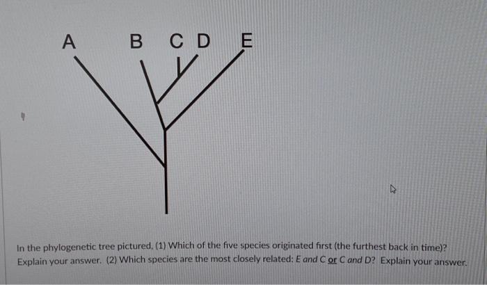 Solved A B C D E 27 In the phylogenetic tree pictured, (1) | Chegg.com