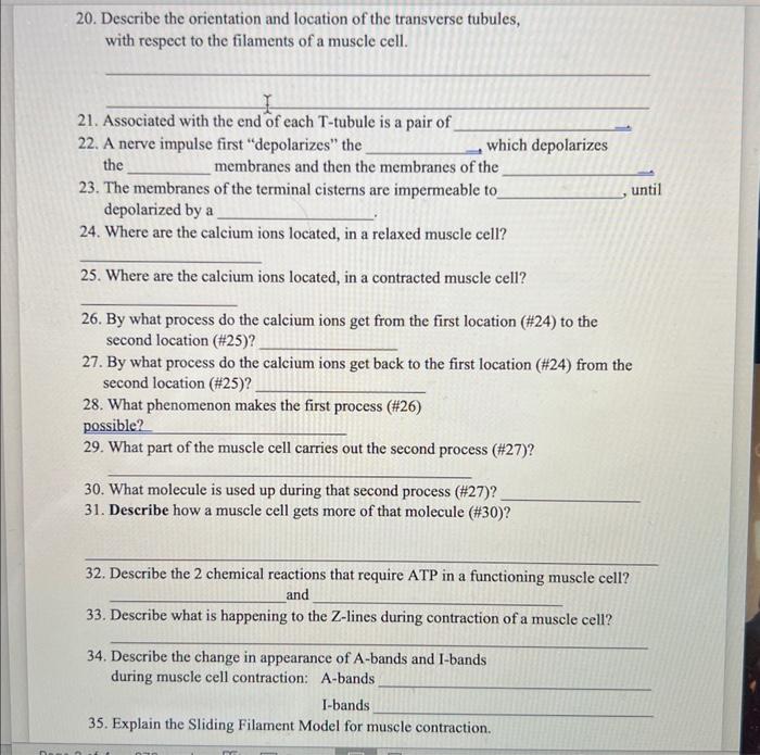 Solved 20. Describe the orientation and location of the | Chegg.com