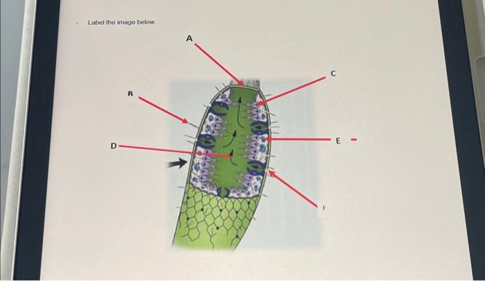 Solved Label the image below. D- B A F C - E - | Chegg.com