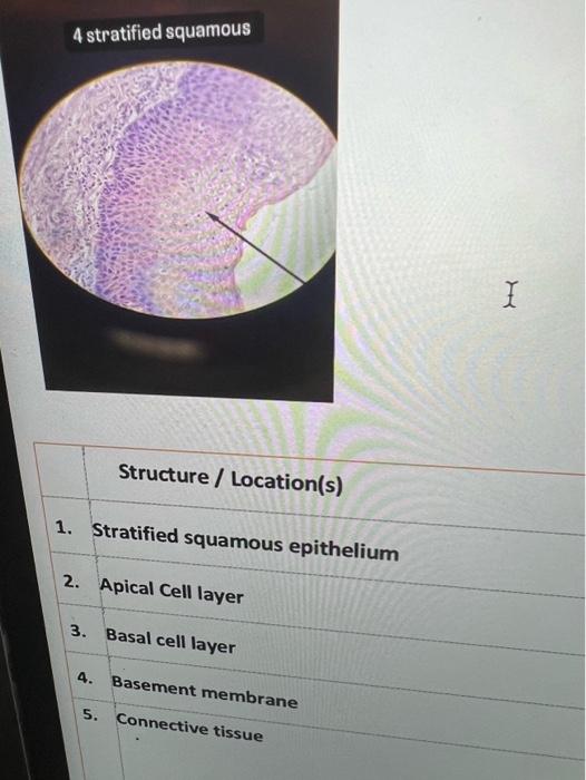Structure / Location(s) 1. Air Sacs 2. Squamous | Chegg.com