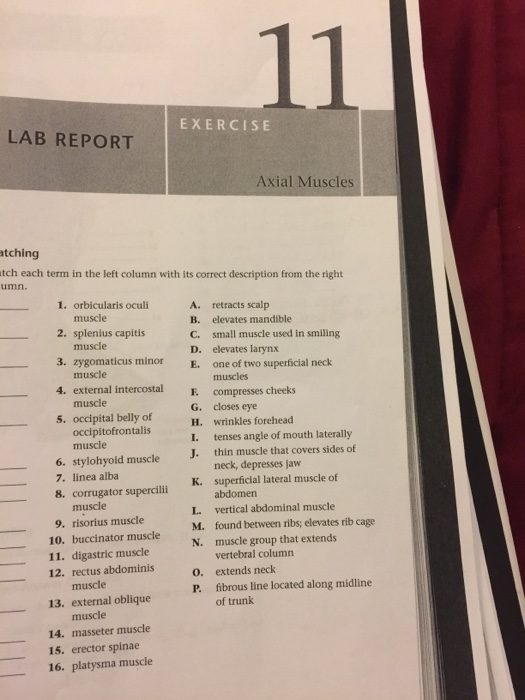 Solved 11 EXERCISE LAB REPORT Axial Muscles atching atch | Chegg.com