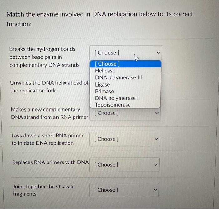 Solved Match the enzyme involved in DNA replication below to | Chegg.com