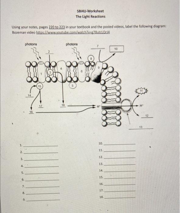 Solved Light reactions: label the following diagram: 1. | Chegg.com