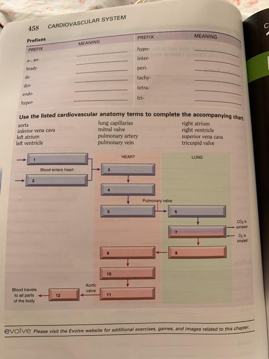 Solved 458 CARDIOVASCULAR SYSTEM PREFIX MEANING Prefixes | Chegg.com