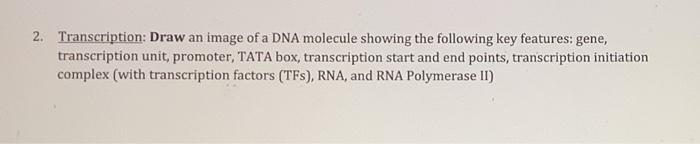 Solved 2. Transcription: Draw an image of a DNA molecule | Chegg.com