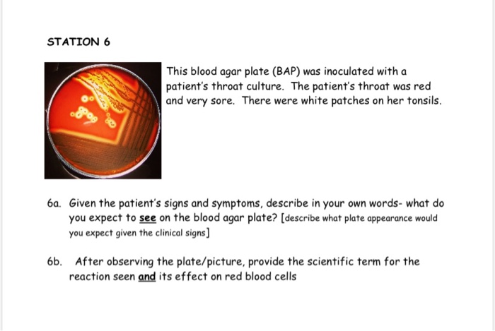 STATION 6 This blood agar plate (BAP) was inoculated | Chegg.com