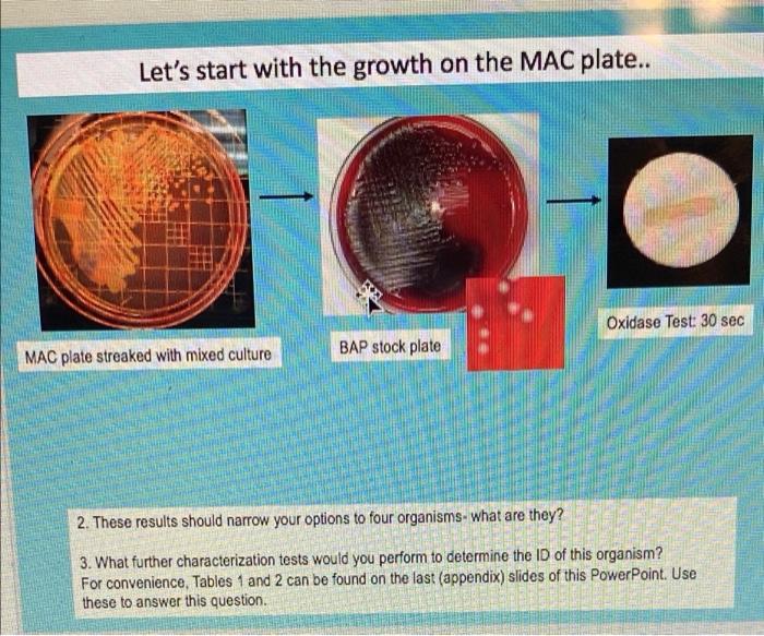 Let's start with the growth on the MAC plate.. | Chegg.com