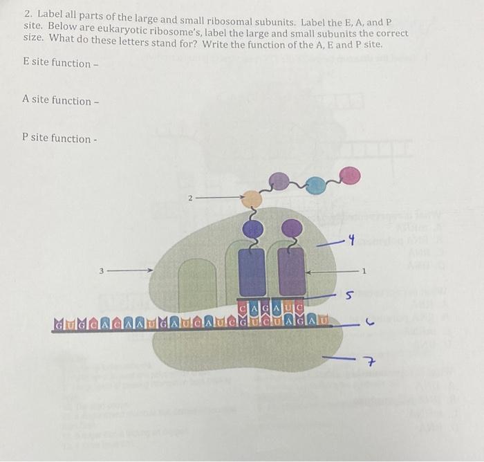 Solved 2. Label all parts of the large and small ribosomal | Chegg.com