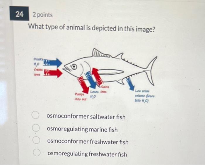 Solved 2 points What type of animal is depicted in this | Chegg.com