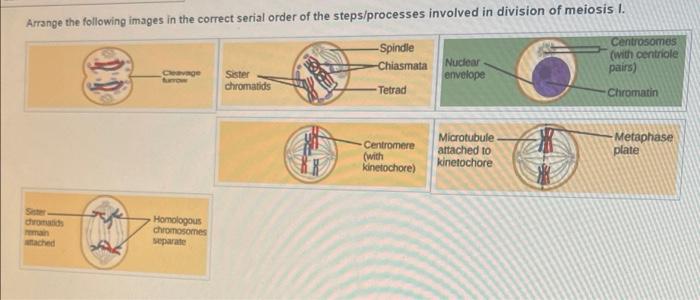 Solved Arrange the following are in the correct order of the | Chegg.com