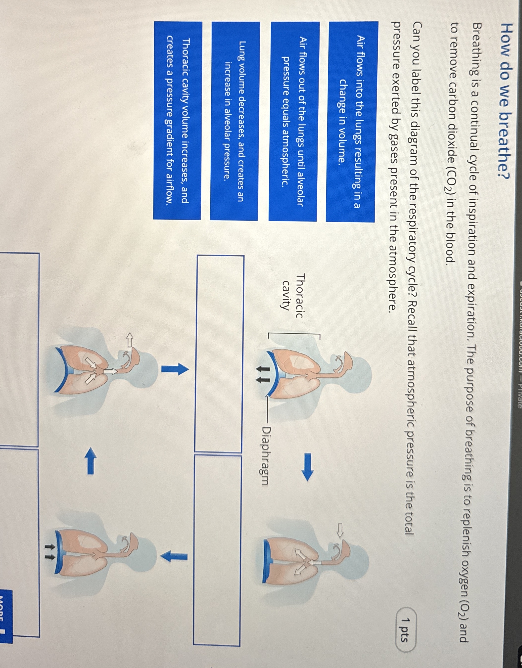 Solved How do we breathe?Breathing is a continual cycle of | Chegg.com