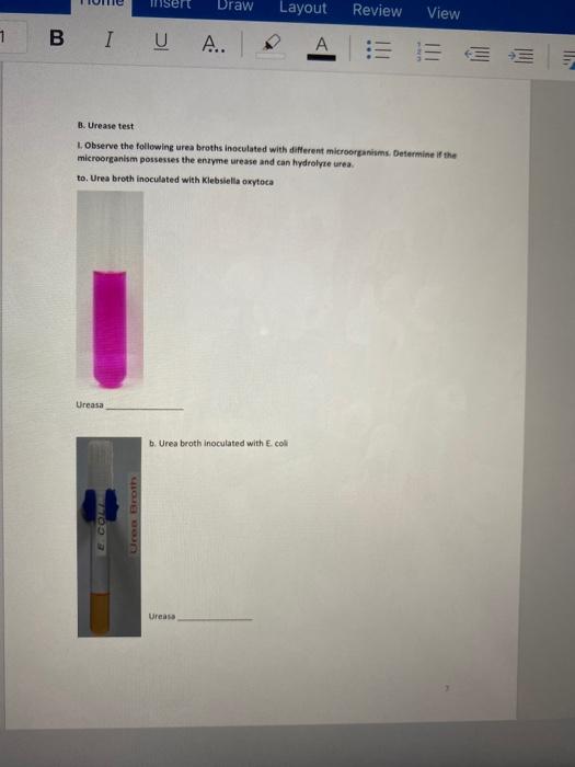 Solved Draw Layout Review View 1 BI U A.. A B. Urease test | Chegg.com