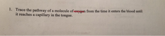 Solved 1. Trace the pathway of a molecule of oxygen from the | Chegg.com