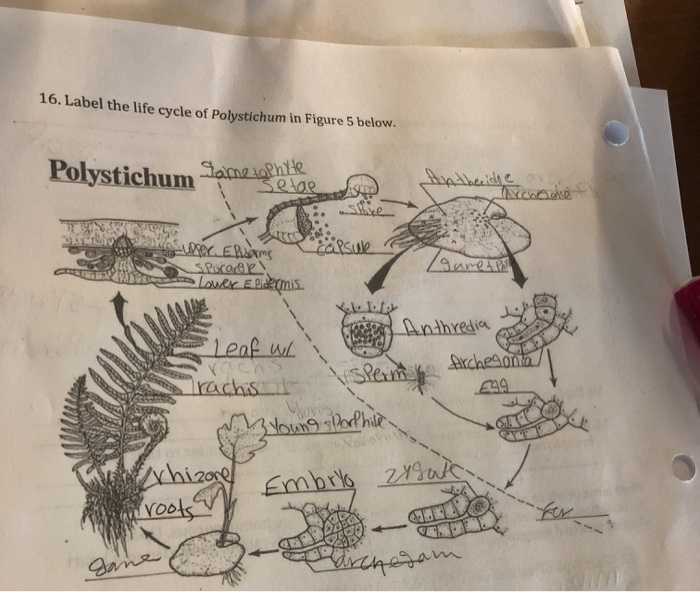 Solved 16. Label the life cycle of Polystichum in Figure 5 | Chegg.com