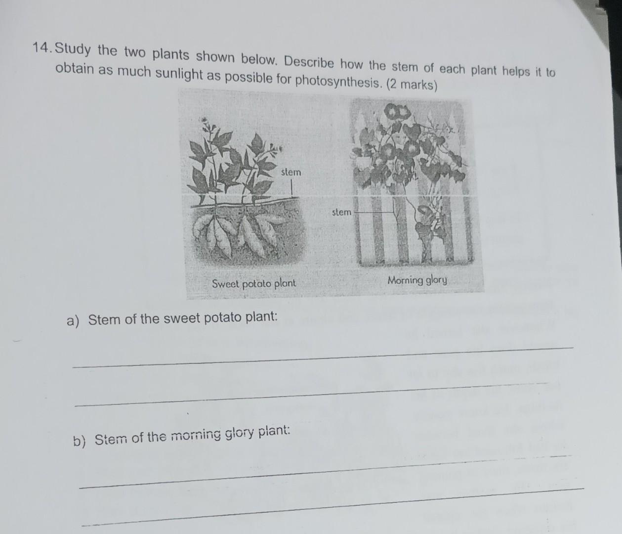 Solved 14. Study the two plants shown below. Describe how | Chegg.com