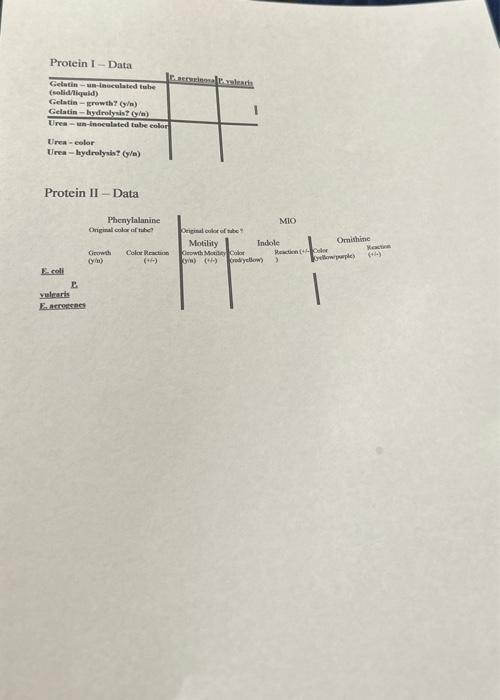 Protein II - Data | Chegg.com