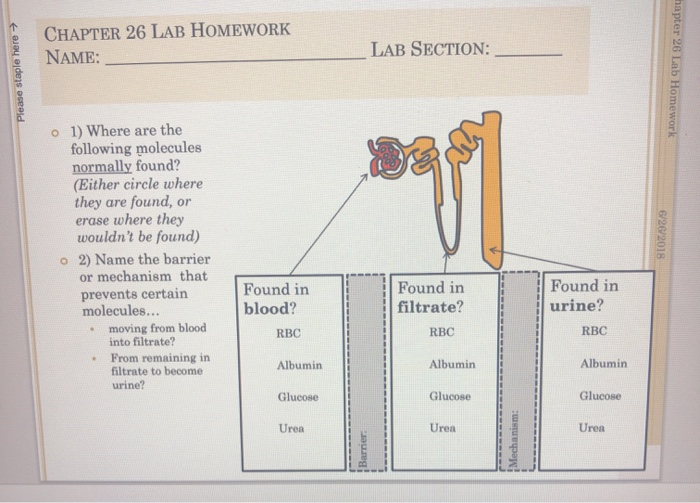 Solved CHAPTER 26 LAB HOMEWORK NAME: LAB SECTION: Please | Chegg.com