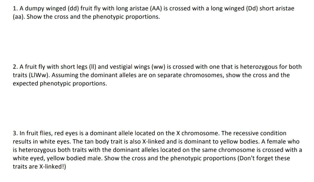 Solved 1. A dumpy winged (dd) fruit fly with long aristae | Chegg.com