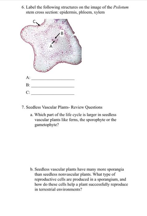 Solved 1. Label the following structures on the liverwort | Chegg.com