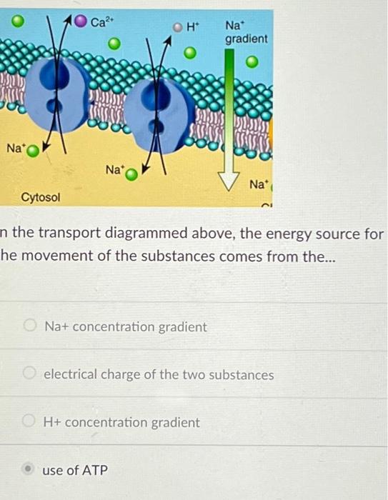 Solved Na Cytosol Ca2+ Tuning Na OH Na+ concentration | Chegg.com