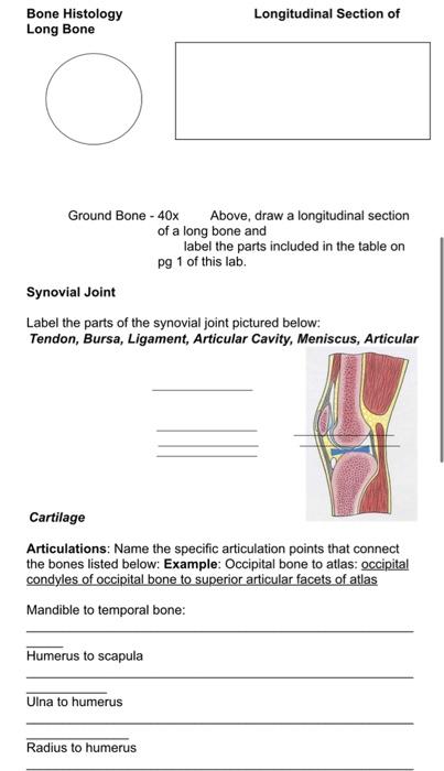 Solved UNIT 2 LABORATORY 6: SKELETAL SYSTEM The human | Chegg.com