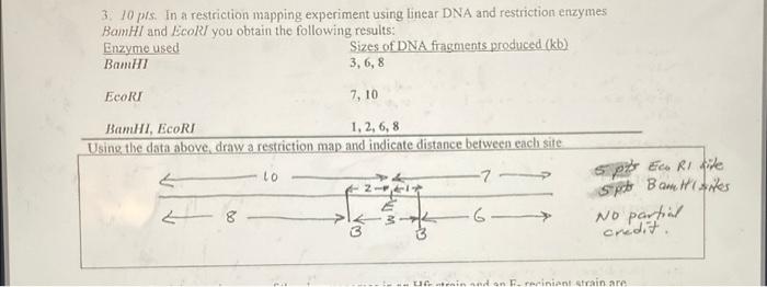 Solved 3: 10pts. In a restriction mapping experiment using | Chegg.com