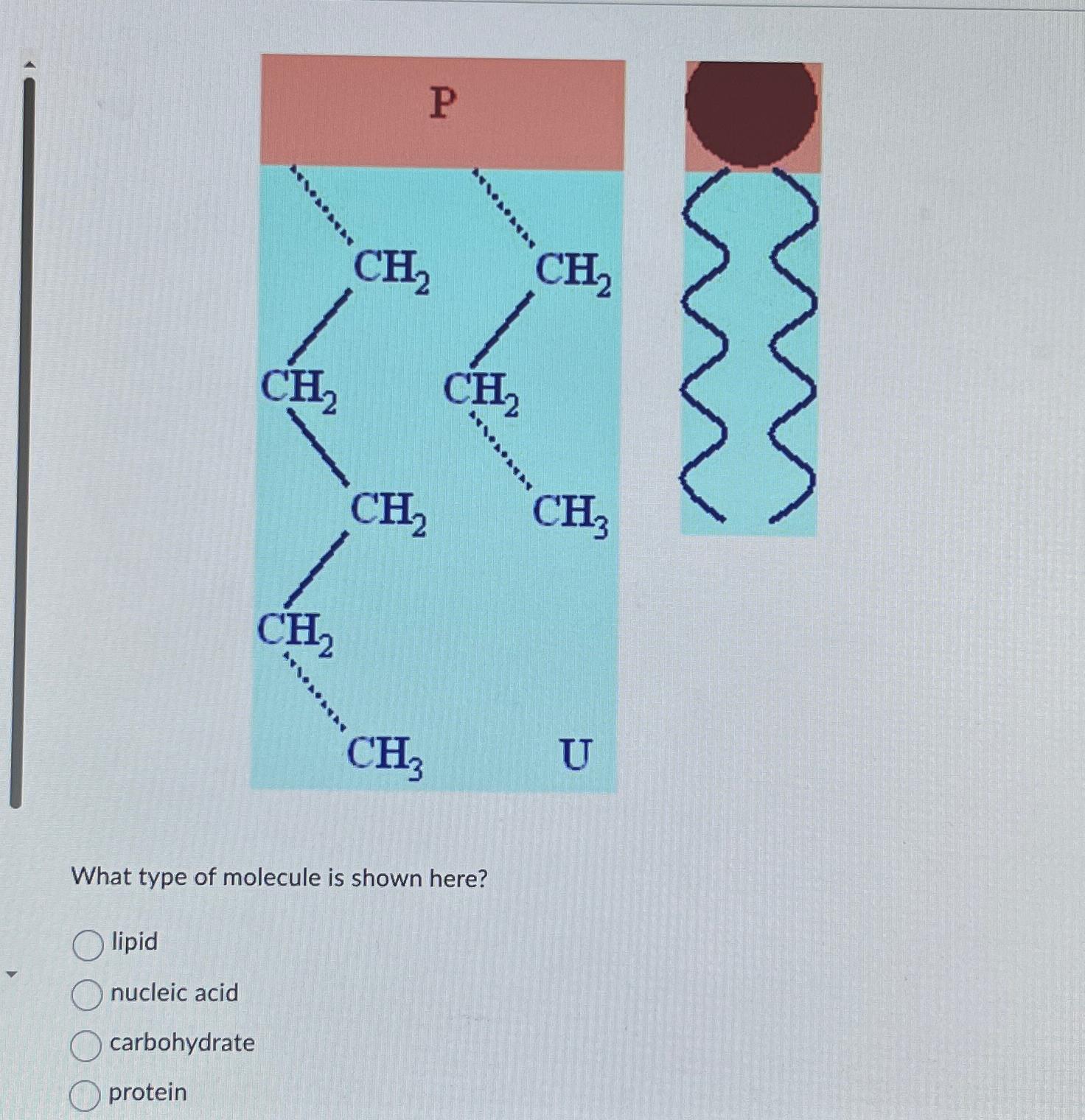 Solved What type of molecule is shown here?lipidnucleic | Chegg.com