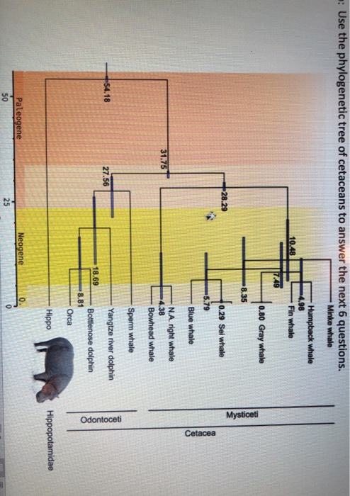 Solved : Use the phylogenetic tree of cetaceans to answer | Chegg.com
