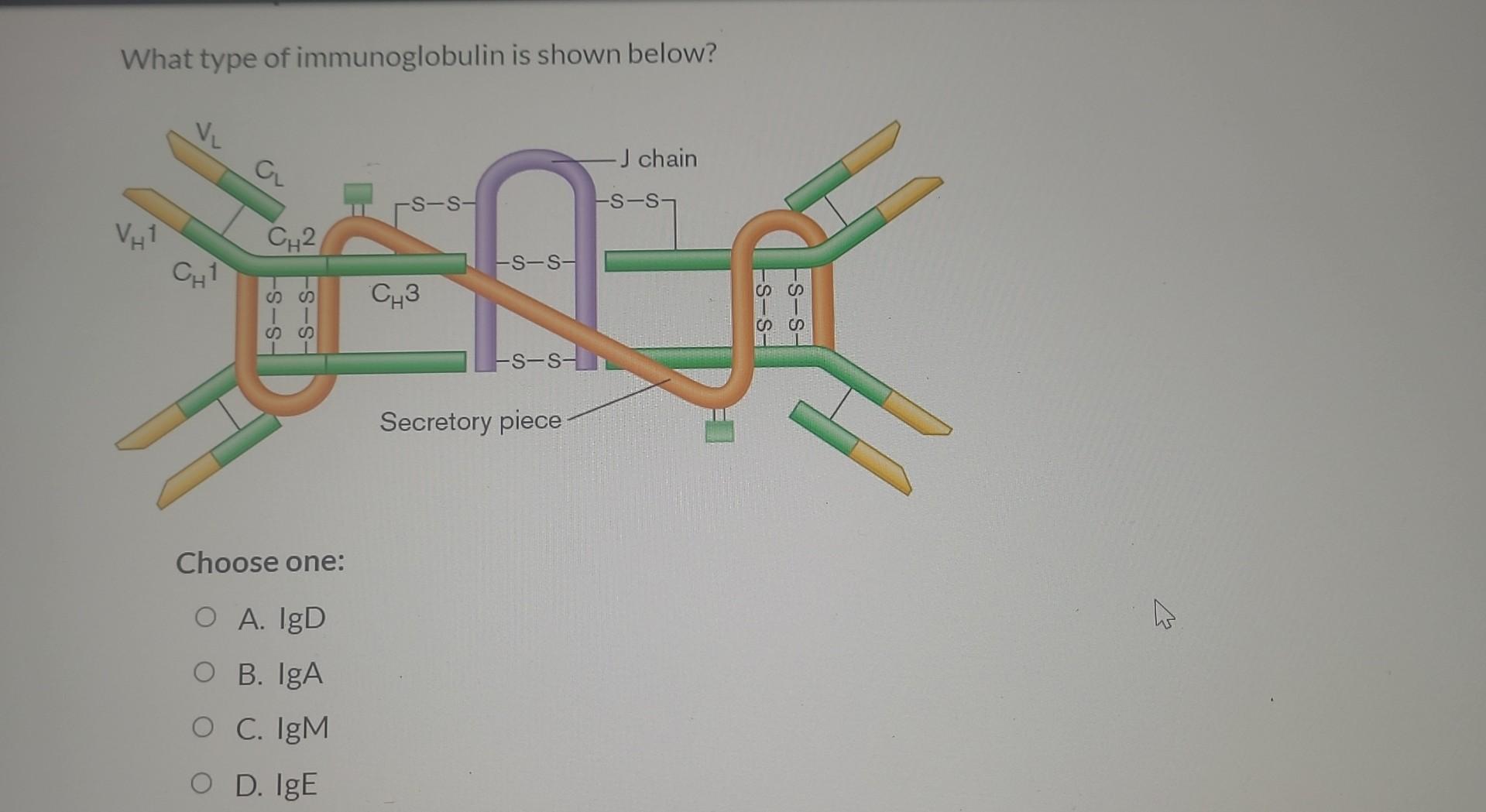 Solved What type of immunoglobulin is shown below? Choose | Chegg.com