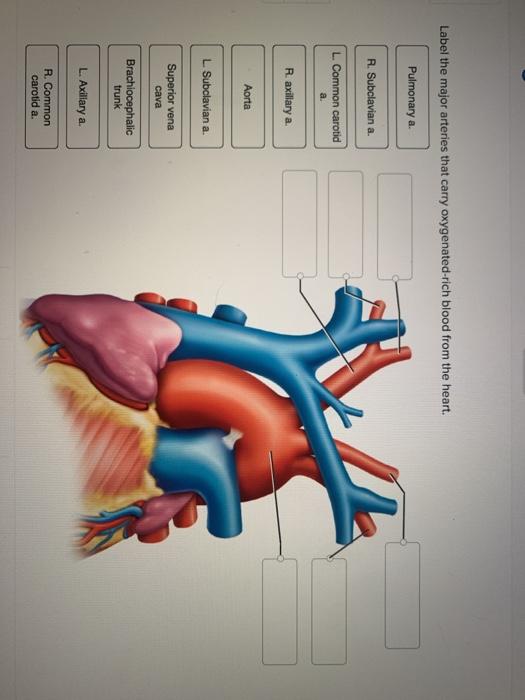 Solved Label the major arteries that carry oxygenated-rich | Chegg.com