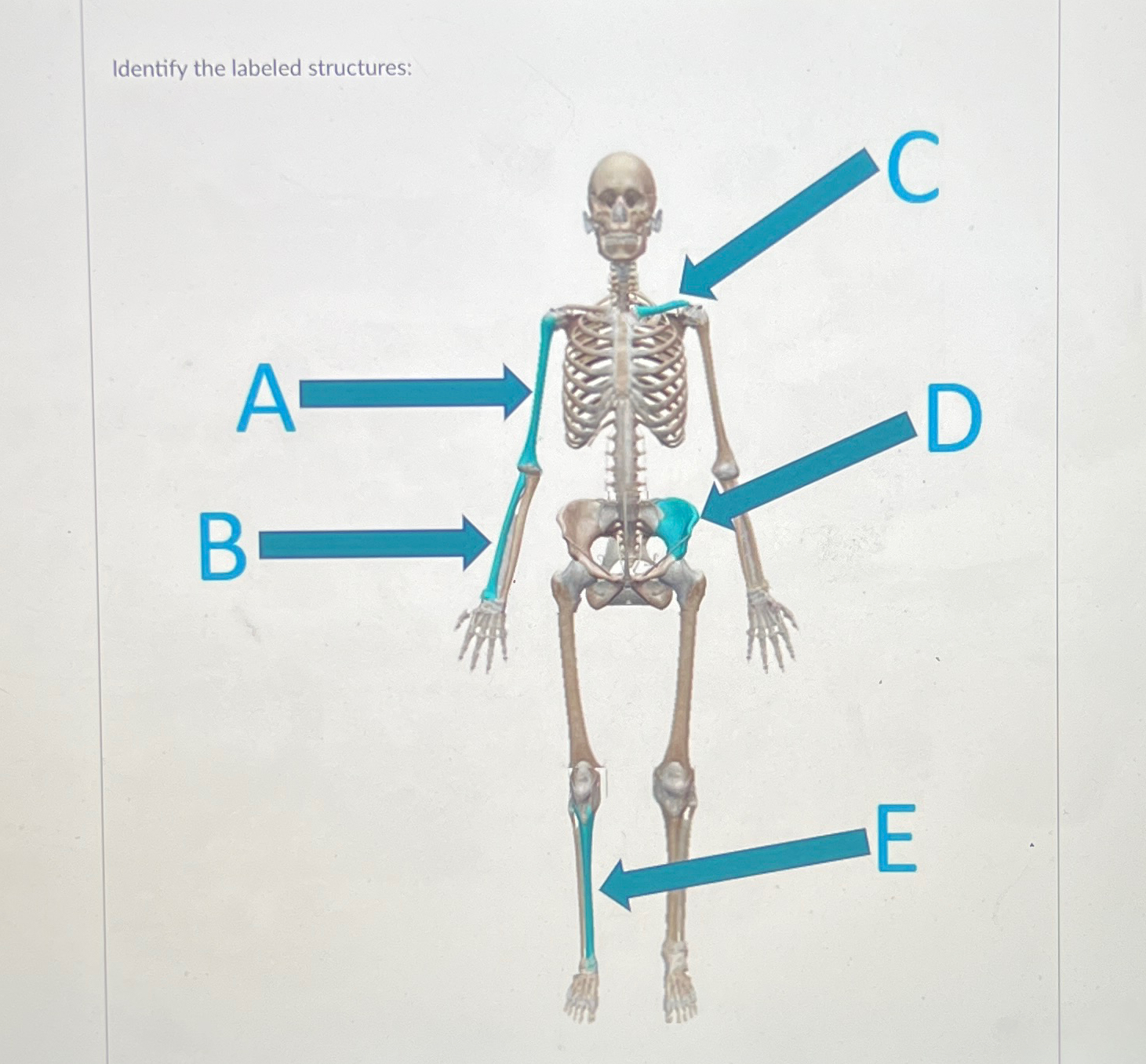 Solved Identify the labeled structures:A:B:C:D:E: | Chegg.com
