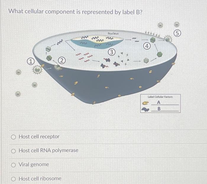 Solved What cellular component is represented by label B? | Chegg.com