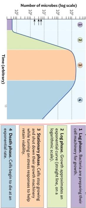Solved 1 Lag phase. Bacteria are preparing their cell | Chegg.com