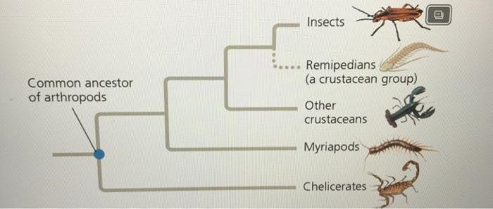 Solved Please help me and explain what seperates the clades | Chegg.com