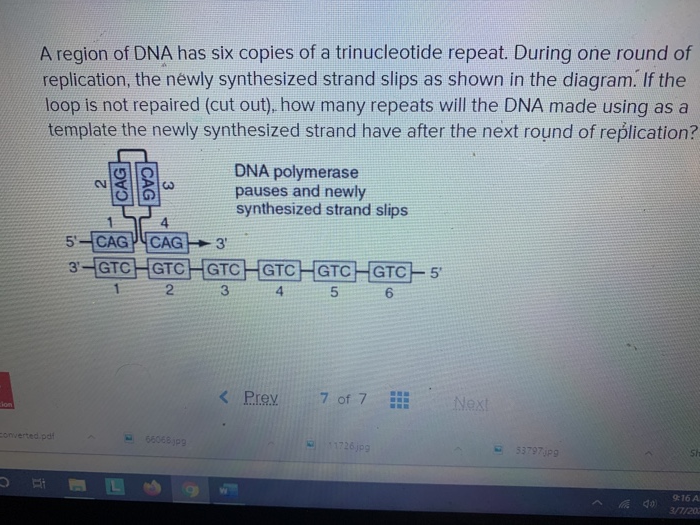 Solved A region of DNA has six copies of a trinucleotide | Chegg.com