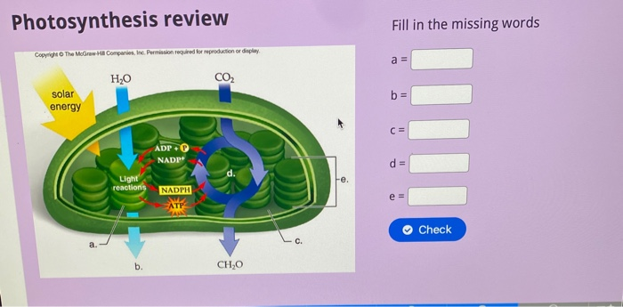 Solved Photosynthesis review Fill in the missing words | Chegg.com