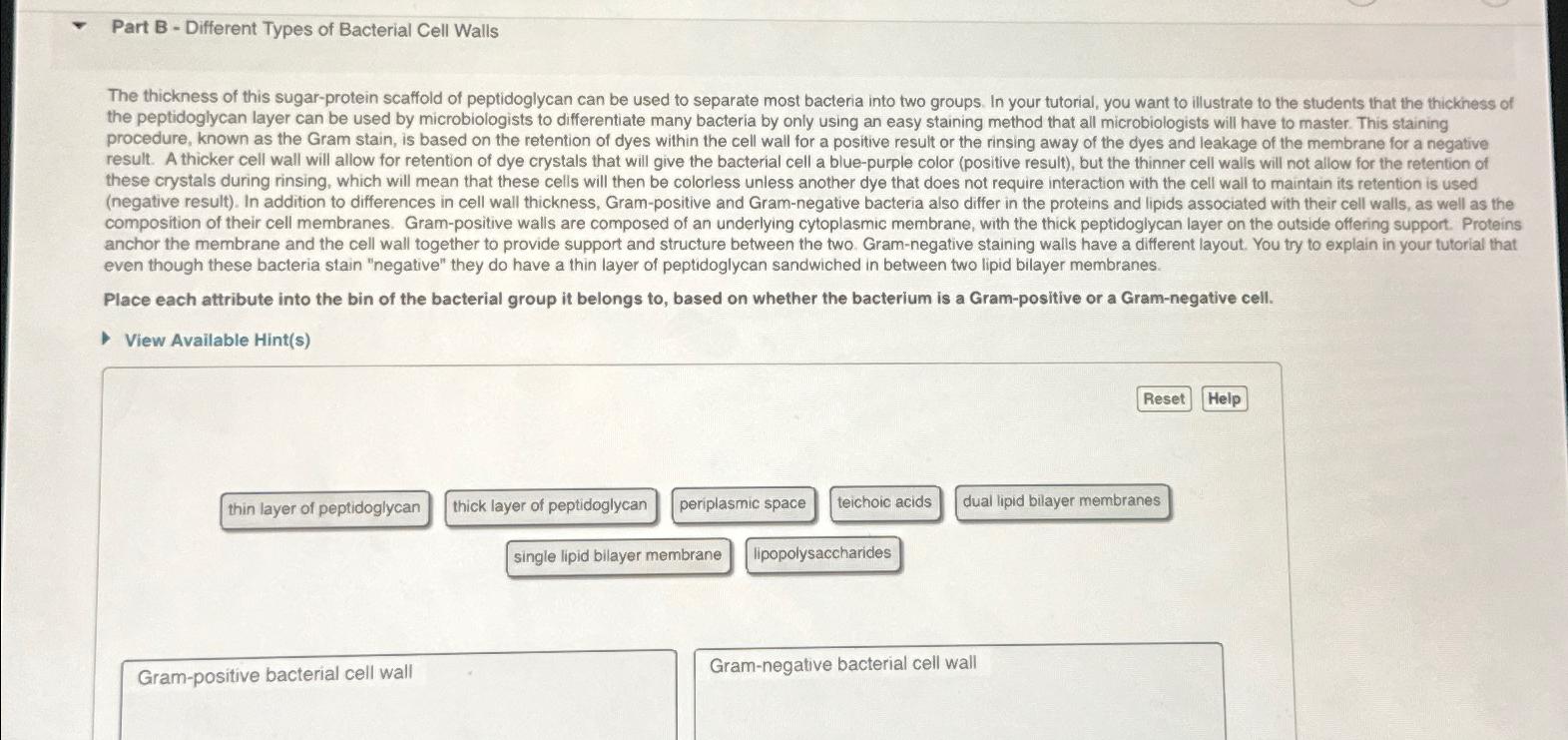 Solved Part B - ﻿Different Types of Bacterial Cell WallsThe | Chegg.com