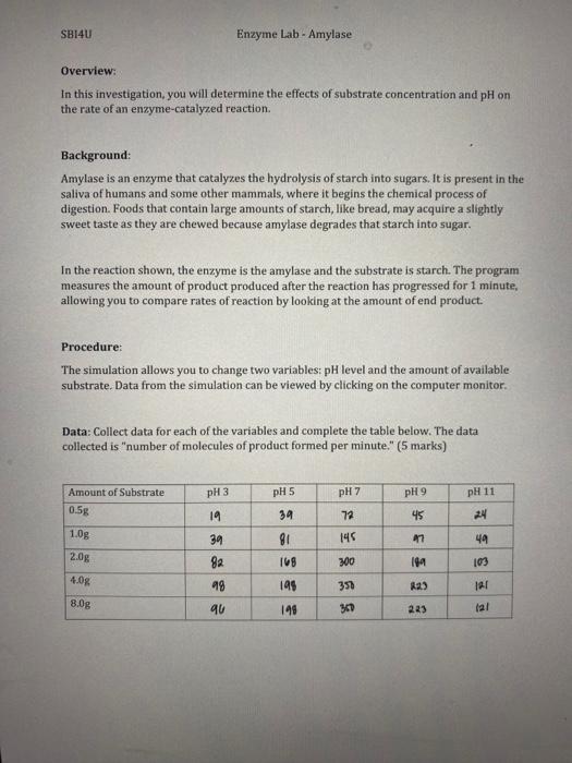 Solved SBI4U Enzyme Lab-Amylase Overview: In this | Chegg.com