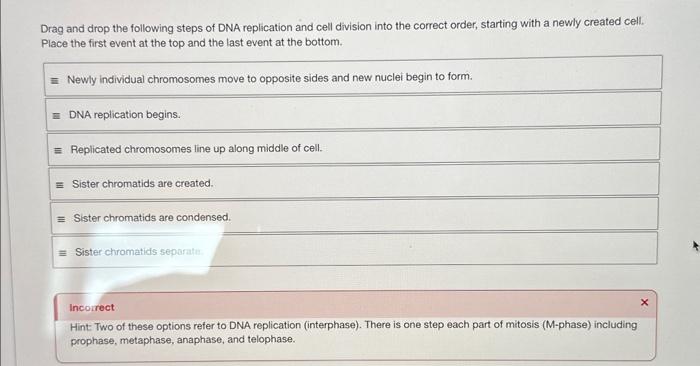 Solved Drag and drop the following steps of DNA replication | Chegg.com