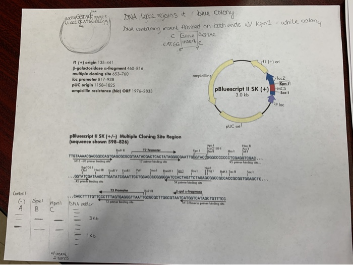 3. (a) Draw restriction maps to show the layout of | Chegg.com