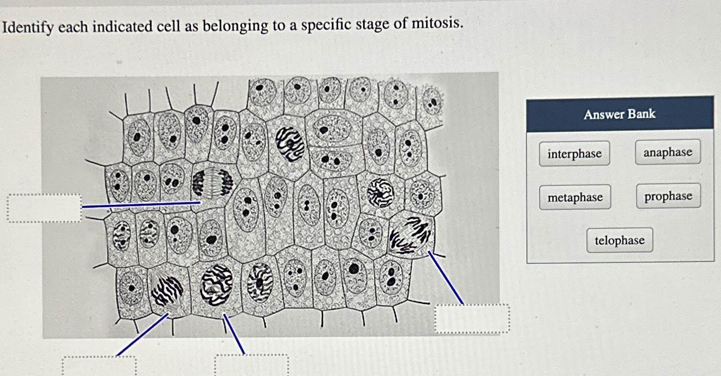Solved Identify each indicated cell as belonging to a | Chegg.com