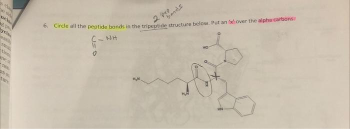 Solved circle all the peptide bonds in the tripeptide | Chegg.com