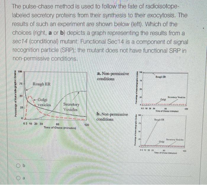 Solved The pulse-chase method is used to follow the fate of | Chegg.com