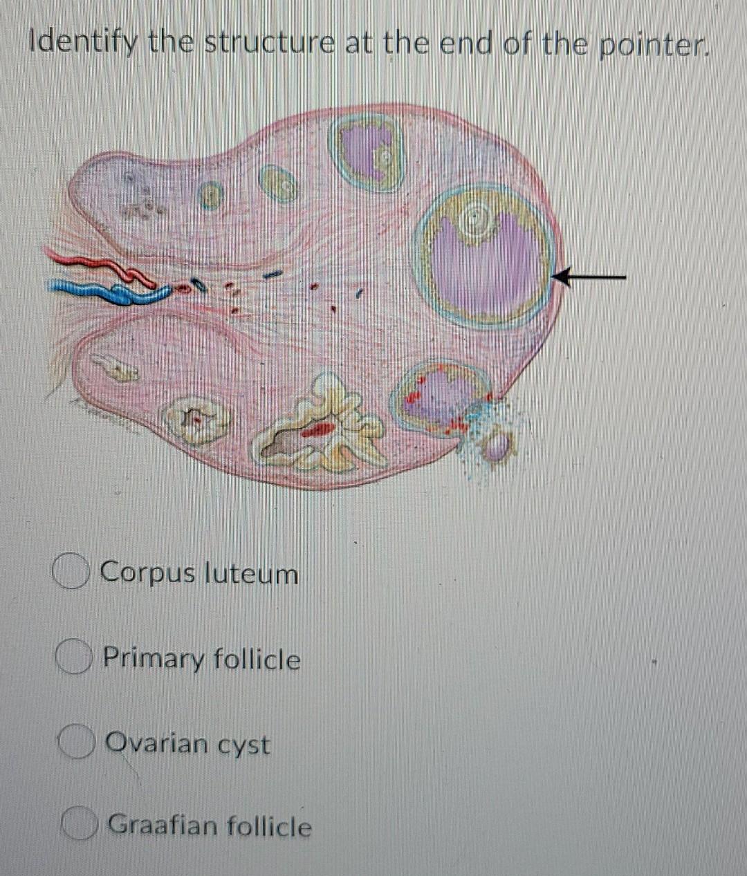 Solved Identify the structure at the end of the pointer. | Chegg.com