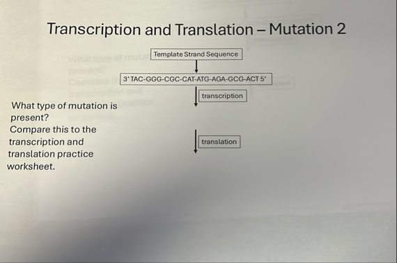 Solved Transcription and Translation - ﻿Mutation 2Template | Chegg.com